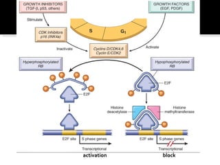 Retinoblastoma Protein Cell Cycle