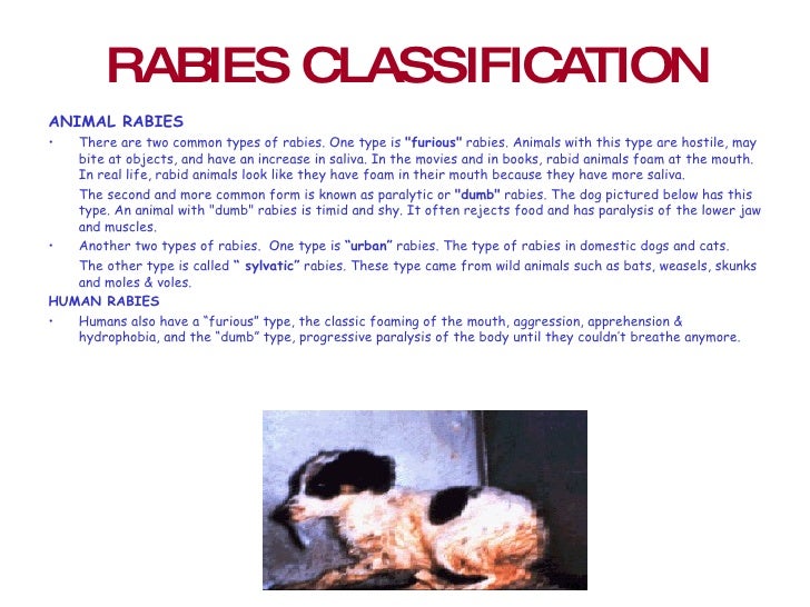 Rabies