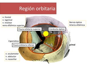 orbita ocular
