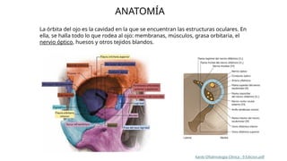 orbita, anatomia, embriologia y sus diversas patologias | PPTX
