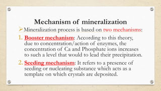 Theories of mineralization | PPTX