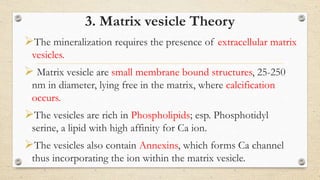 Theories of mineralization | PPTX