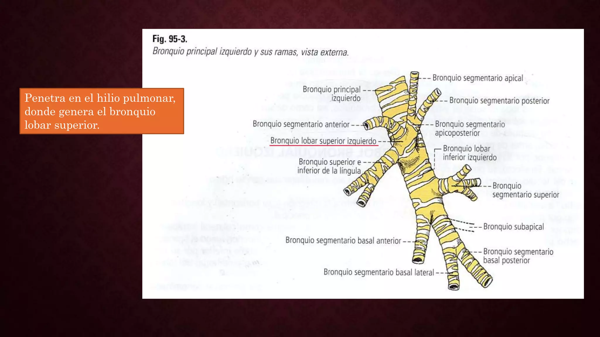 árbol bronquial izquierdo | PPT