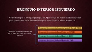 árbol bronquial izquierdo | PPTX