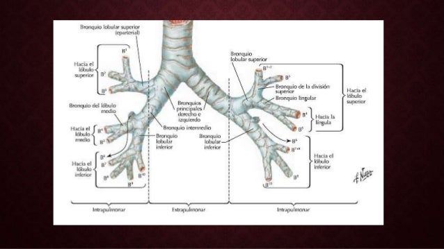 árbol bronquial izquierdo