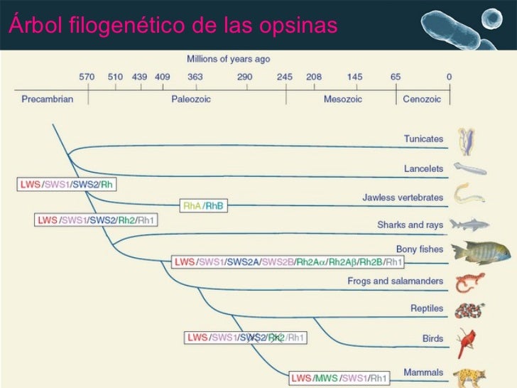 áRboles filogenéticos