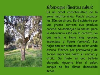 Árboles típicos extremeños. | ODP