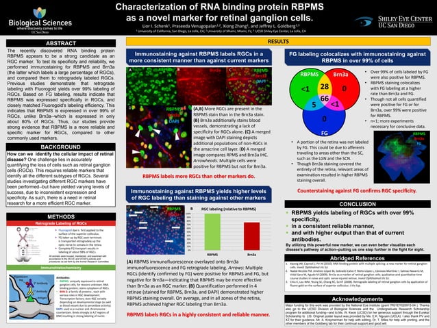 Characterization of RNA binding protein RBPMS as a novel marker for retinal ganglion cells. | PPT