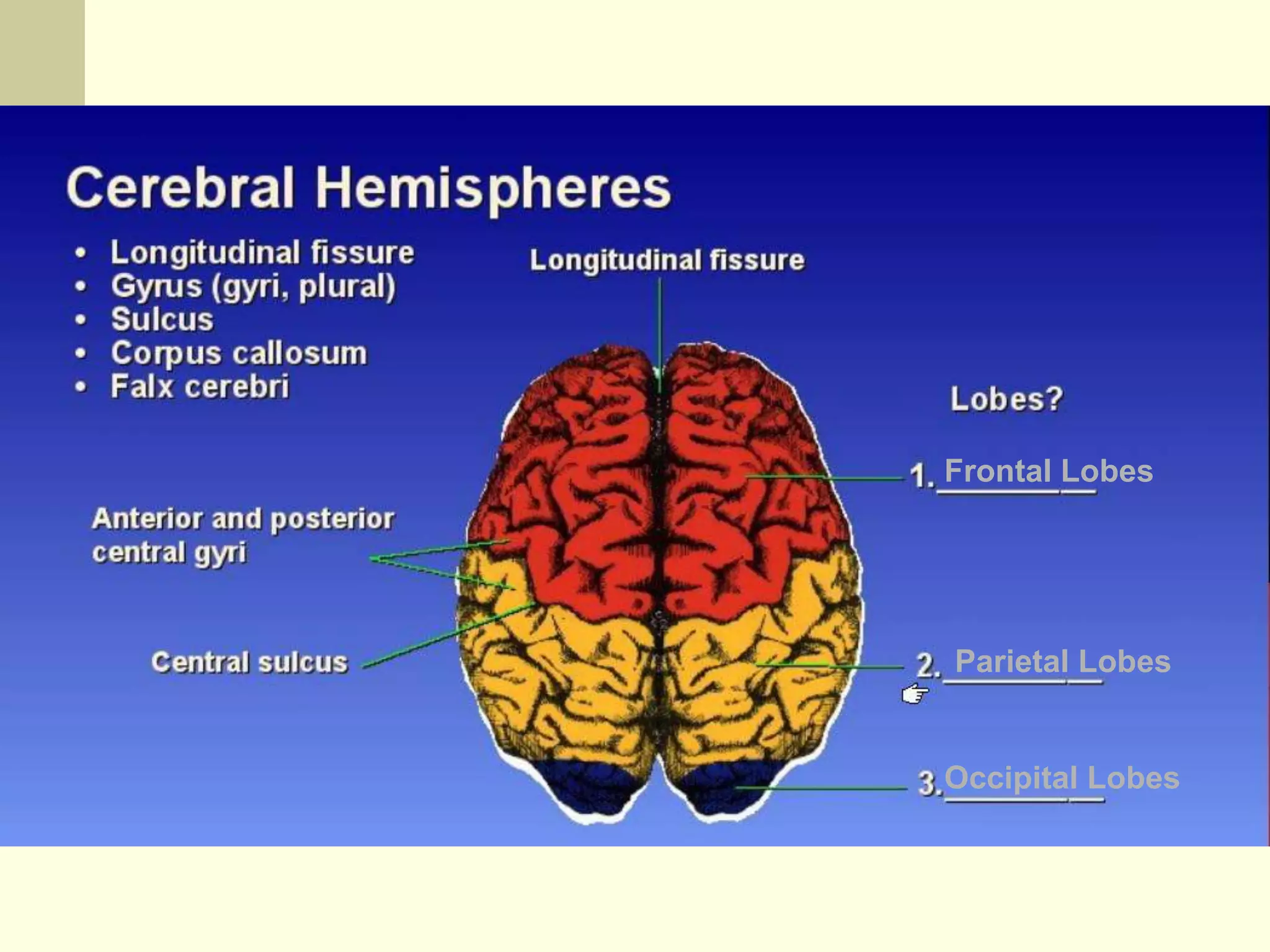 (R)brain ct anatomy (1) | PPT