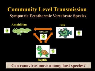 Transmission of ranavirus between ectothermic vertebrate hosts | PPT