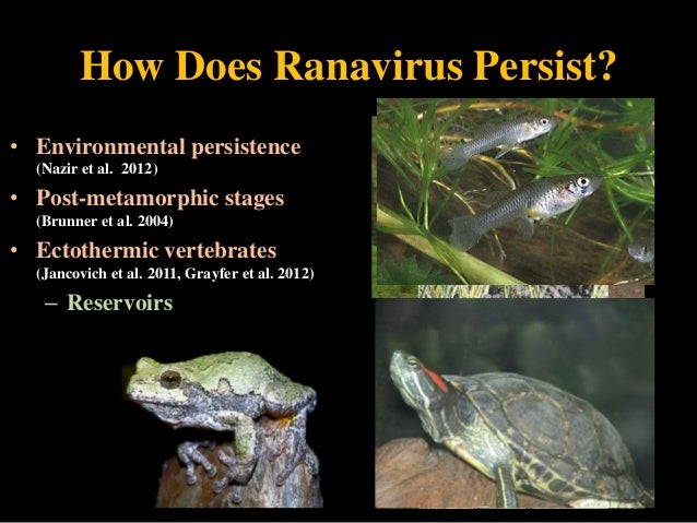 Ranavirus - Alchetron, The Free Social Encyclopedia