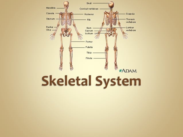 Human body systems ppt | PPT