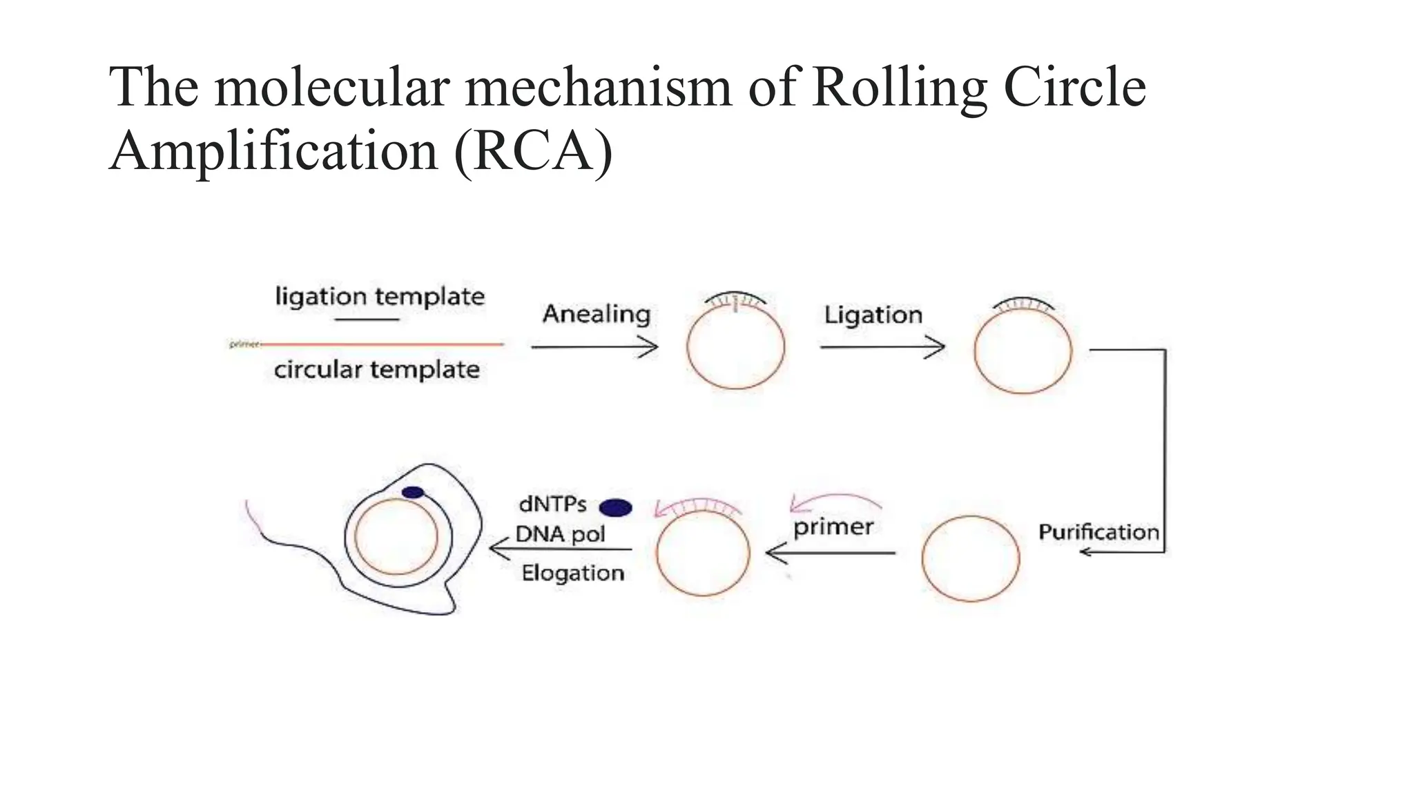 RCA Rolling cycle amplification is a isothermal | PPTX