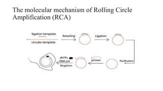 RCA Rolling cycle amplification is a isothermal | PPTX