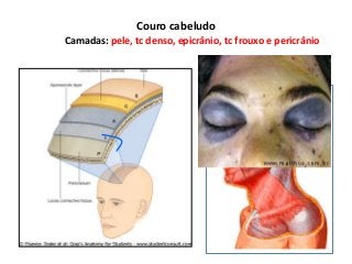 RCG 1036 FISIOTERAPIA 2017 AULA 3 PLANOS SUPERFICIAIS DA CABEÇA (1).ppt
