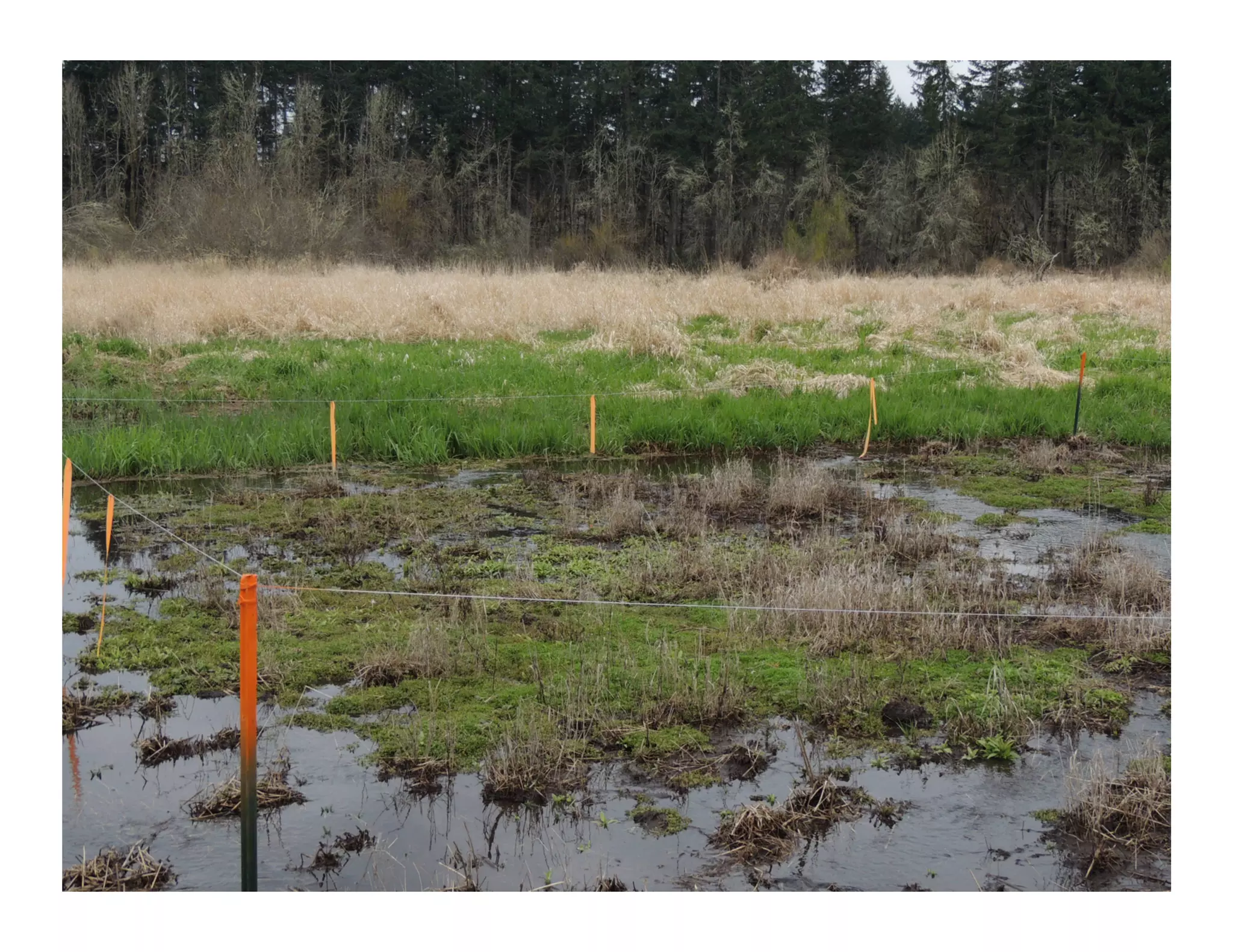 Creative strategies for wetland restoration | PDF
