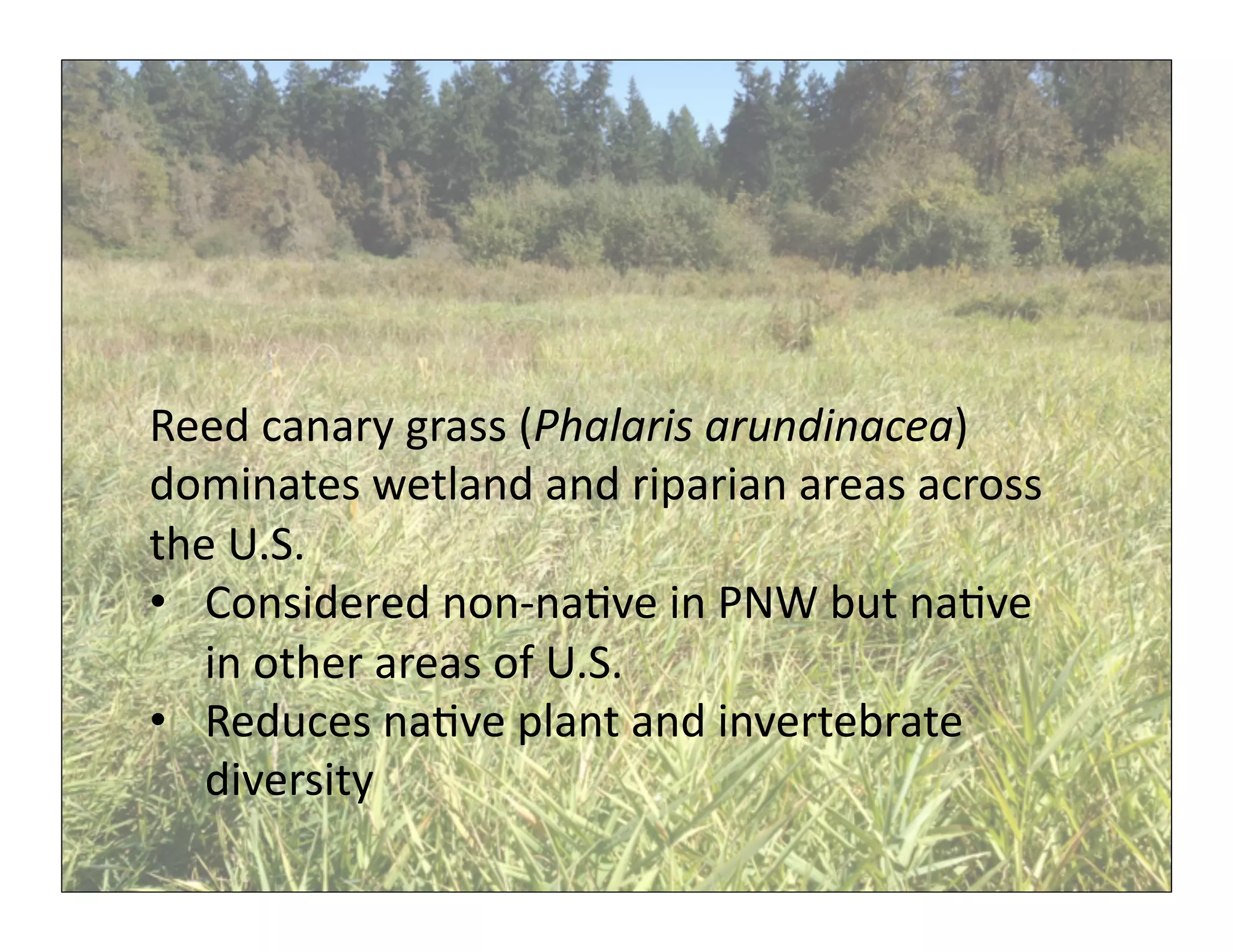 Creative strategies for wetland restoration | PDF