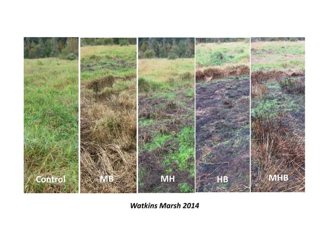 Creative strategies for wetland restoration | PDF | Gardening | Home ...