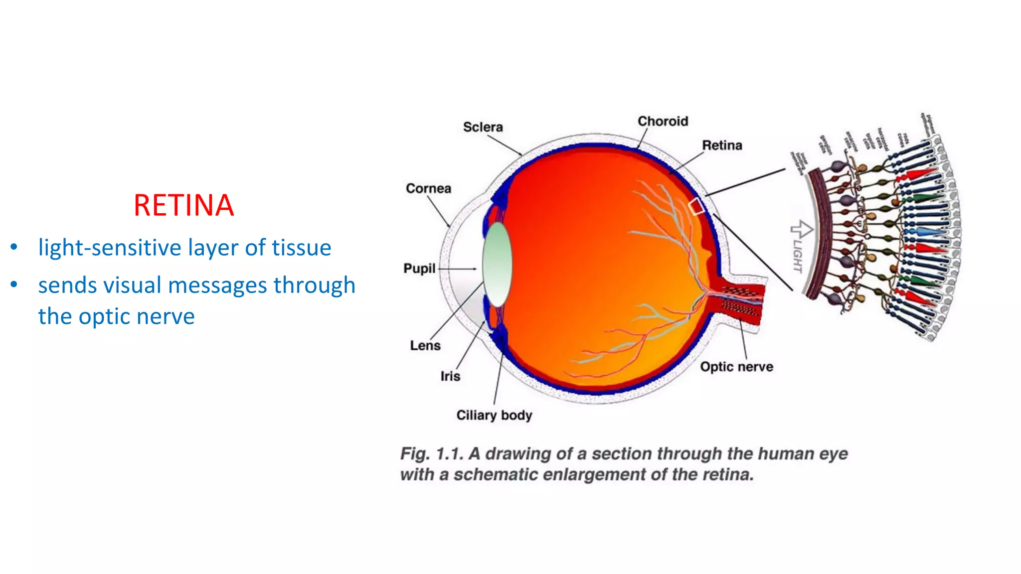 Retinal Detachment | Ophthalmology | PPT | Eye and Vision Conditions ...