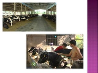 Non farming activities in rural areas | PPTX