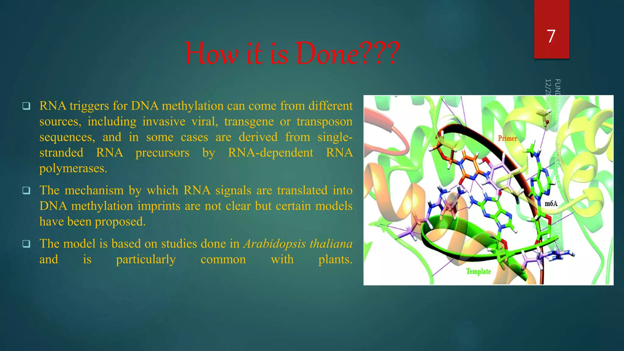 RNA directed DNA methylation (RdDM) | PPTX