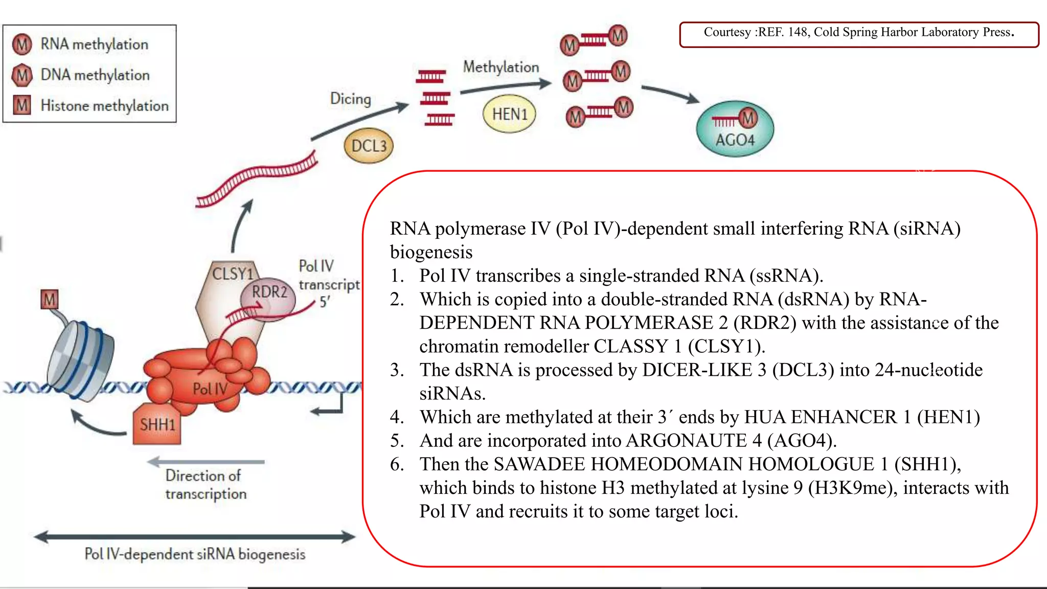 RNA directed DNA methylation (RdDM) | PPTX