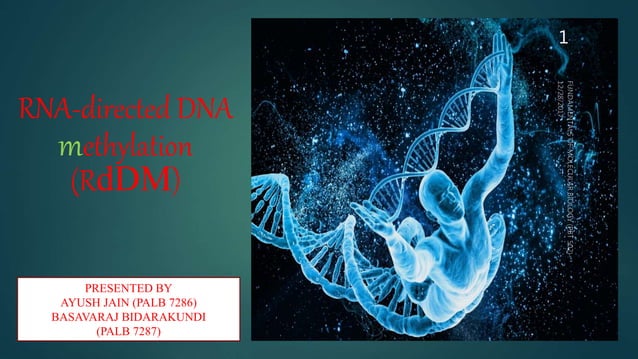 RNA directed DNA methylation (RdDM) | PPTX