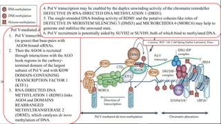 RNA directed DNA methylation (RdDM) | PPTX
