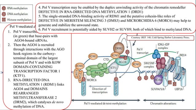 RNA directed DNA methylation (RdDM) | PPTX