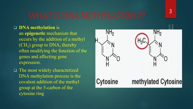 RNA directed DNA methylation (RdDM) | PPTX