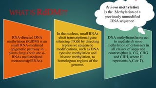 RNA directed DNA methylation (RdDM) | PPTX