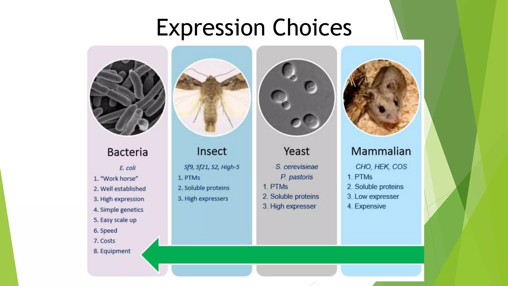 Expression and purification of recombinant proteins in Bacterial and yeast system | PPTX