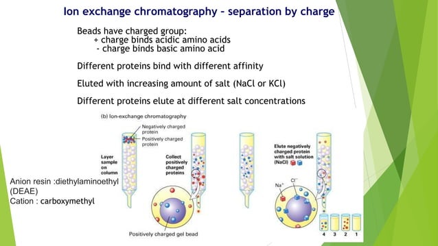 Expression and purification of recombinant proteins in Bacterial and yeast system | PPTX ...