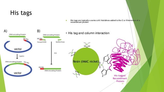 Expression and purification of recombinant proteins in Bacterial and Expression and purification of recombinant proteins in Bacterial and