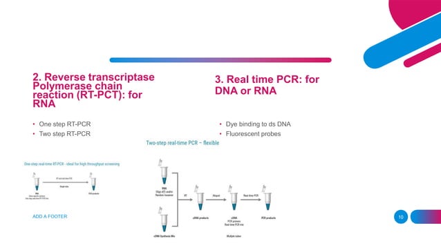 rdna - pcr | PPT