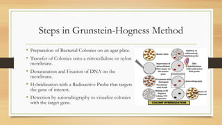 Grunsteinhogness and Benten- Davis plaque method | PDF