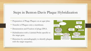 Grunsteinhogness and Benten- Davis plaque method | PDF