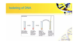 rDNA Boyer and Cohen contribution to rna technology.pptx