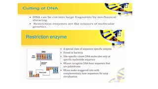 rDNA Boyer and Cohen contribution to rna technology.pptx
