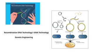 rDNA Boyer and Cohen contribution to rna technology.pptx