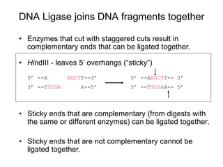 rDNA detailed.ppt