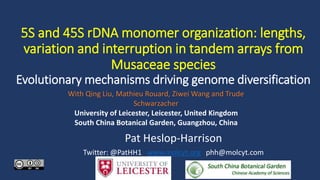 Ribosomal DNA rDNA rRNA Organization and Evolution at Large Scale ...