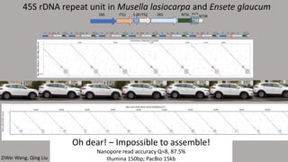 Ribosomal DNA rDNA rRNA Organization and Evolution at Large Scale ...