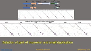 Ribosomal DNA rDNA rRNA Organization and Evolution at Large Scale ...