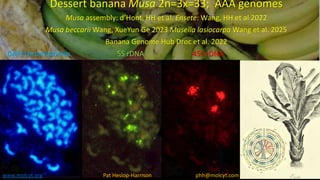 Ribosomal DNA rDNA rRNA Organization and Evolution at Large Scale ...