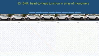 Ribosomal DNA rDNA rRNA Organization and Evolution at Large Scale ...