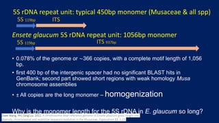 Ribosomal DNA rDNA rRNA Organization and Evolution at Large Scale ...
