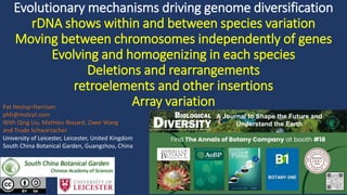 Ribosonal DNA Organization and Evolution at Large Scale IBC2024 | PPT