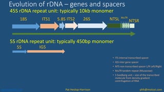 Ribosonal DNA Organization and Evolution at Large Scale IBC2024 | PPT