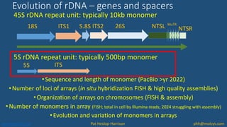 Ribosonal DNA Organization and Evolution at Large Scale IBC2024 | PPT